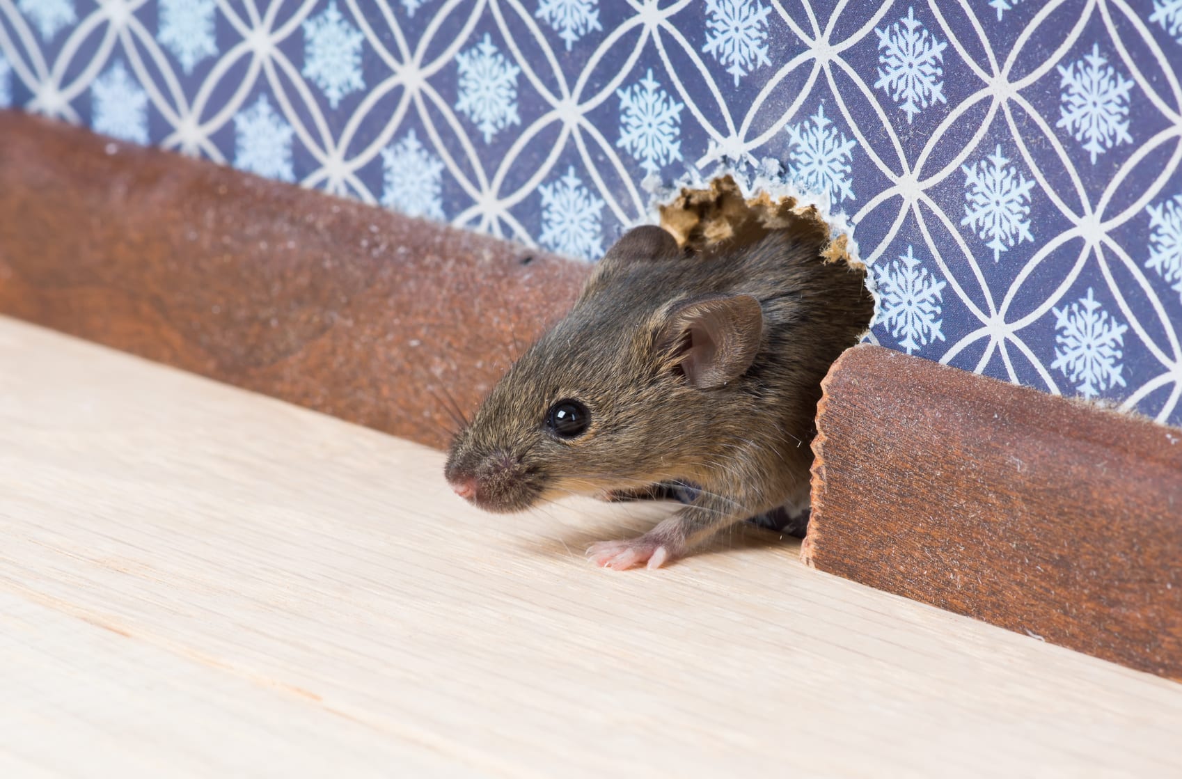Most Dangerous Pests You Can Find In Your Home